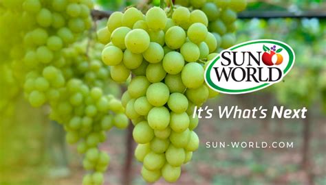 Sun World Marca El Ritmo De Innovación En La Industria