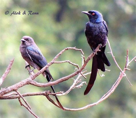 Ashy Drongo Birdforum Opus Birdforum