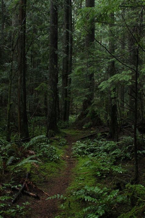 Forest Nature Photography Green Aesthetic