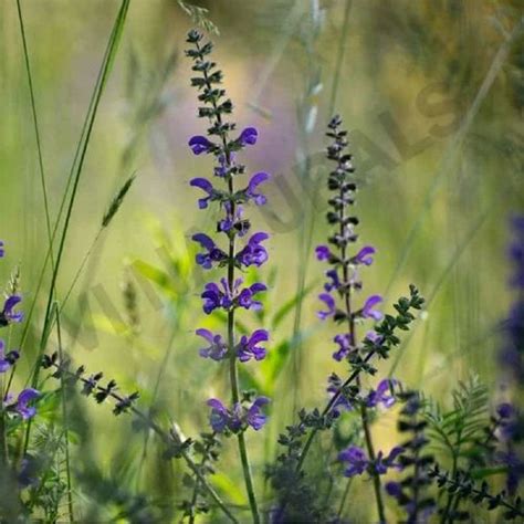 Clary Sage Oil, Packaging Size: 1kg,5kg and 25Kg at ₹ 6500/kg in Mumbai