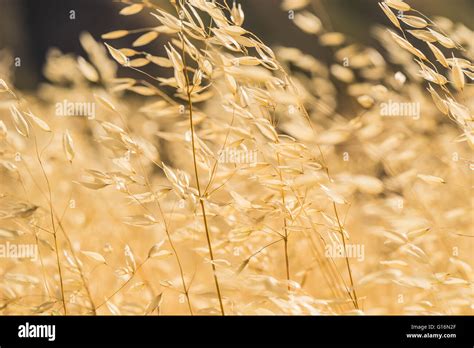 Yellow Grass Seeds And Leaves Bend In A Blowing Wind In The Meadow Of