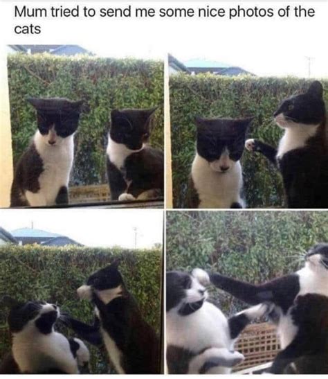 21 Feline Funnies For Cat Memes Connoisseurs In Need Of Cat Confidence
