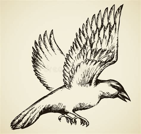 Crow In Flight Vector Sketch Stock Vector Illustration Of