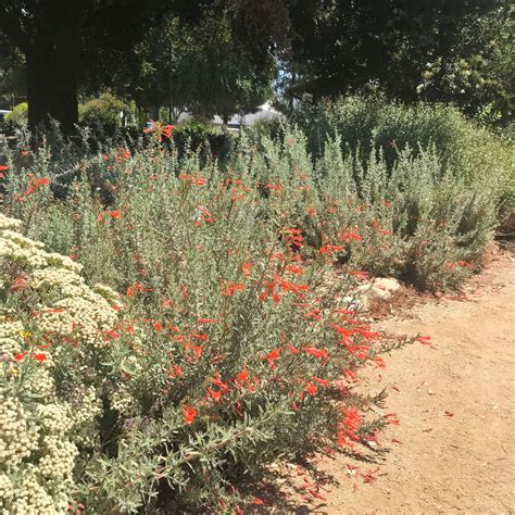 California Fuchsia Plants Express