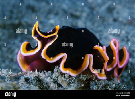 Examples Of Flatworms