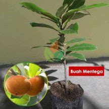 Bibit Buah Agro Bibit Id