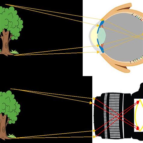 1 A A Comparison Of Image Formation In Human Eye And A Camera B