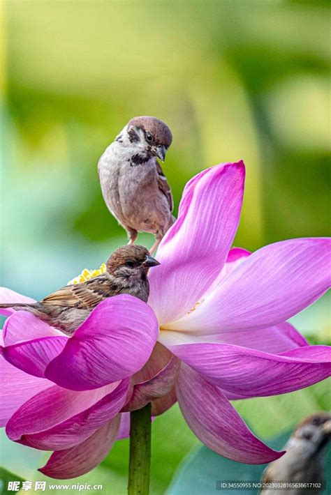 鸟摄影图鸟类生物世界摄影图库昵图网