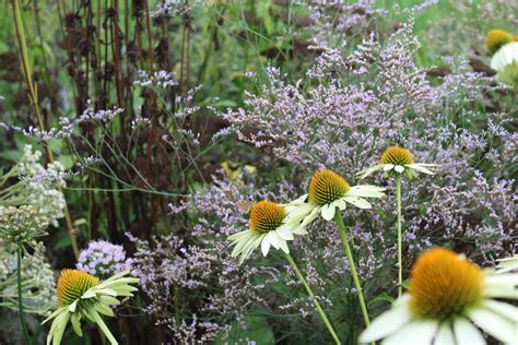 Nancy Street — Andrew Marrs Garden Design