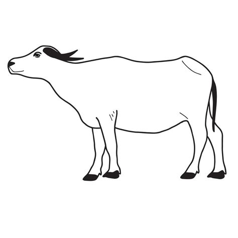 Water Buffalo Outline