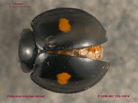 Chilocorus