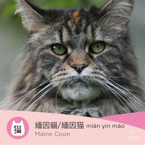 Meow Hǎo A Purr Fect Introduction To Five Cat Breeds In Chinese Chineasy