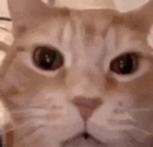 Hehe Cat Hehe  Hehe Cat Hehe Cat Discover And Share S