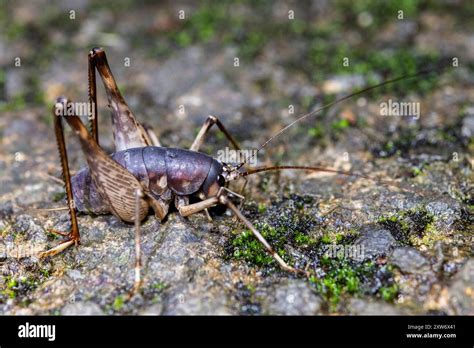 Rhaphidophoridae Grasshopper Possibly Rhaphidophora Oophaga Stock
