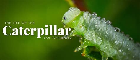 The Great Peacock Hackernoon