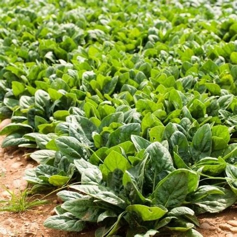 What Foods Are Rich In Potassium Break Fasting