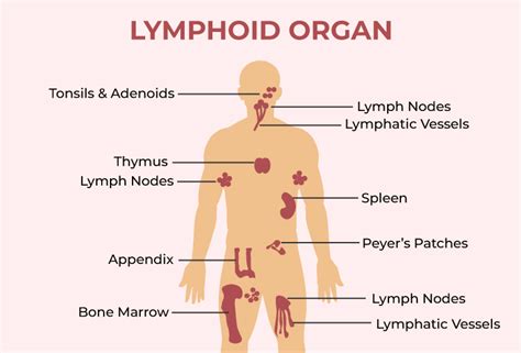 Ncert Notes On Class 12 Biology Chapter 7 Human Health And Disease