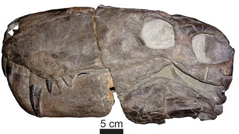 Fossil Of Sabre Toothed Mammal Ancestor Discovered