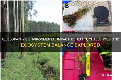 Allelopathys Environmental Impact Benefits Challenges And Ecosystem