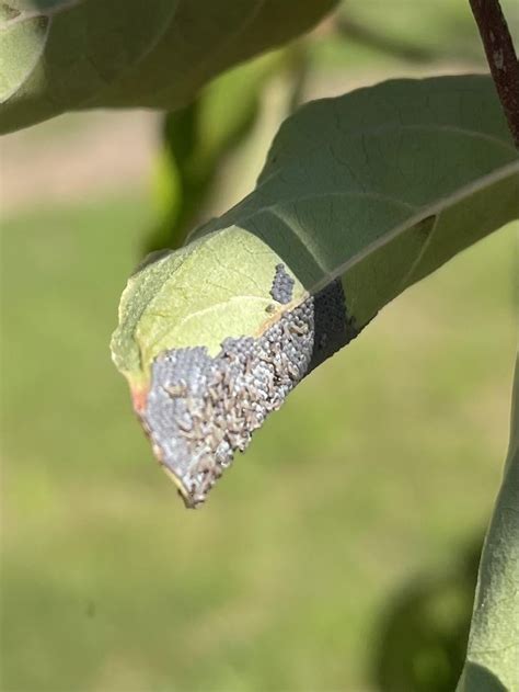 I Found These Dark Grey Larvaebugs On A Few Leaves On My Young