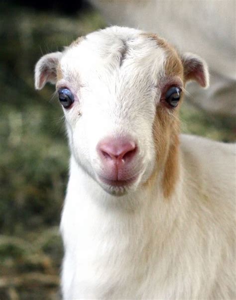 American Lamancha Goat Alchetron The Free Social Encyclopedia