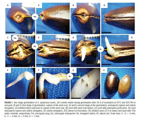 Apple Seed Germination