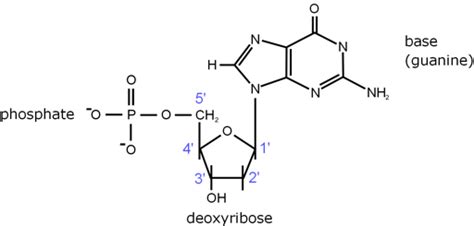 Replication Of Dna