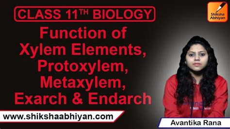 Function Of Xylem Elements Protoxylem Metaxylem Exarch And Endarch