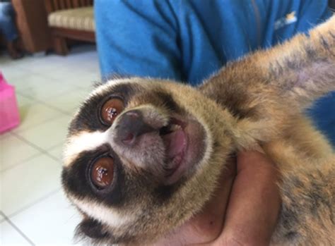 Slow Loris Teeth