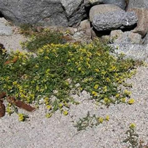 Lake Tahoe Yellowcress Rorippa Subumbellata Plant Care And How To Grow