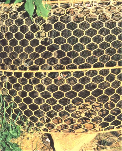 Genus Neofelis Clouded Leopards — Coke Smith Wildlife