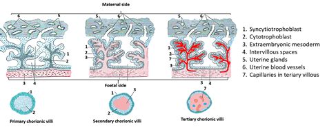 General Embryology Iii