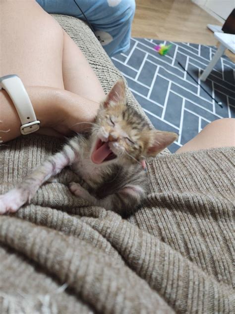 울 고앵 🐱 아가시절 사진 품니댱 사진 많음 주의 🩷 인스티즈instiz 일상 카테고리