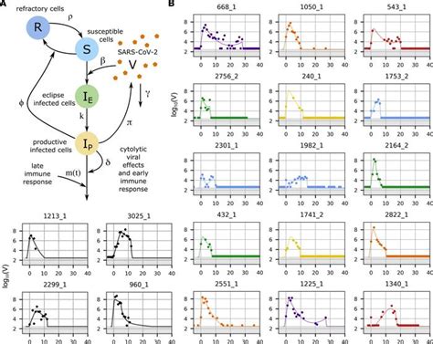 Jci Insight Heterogeneous Sars Cov 2 Kinetics Due To Variable Timing