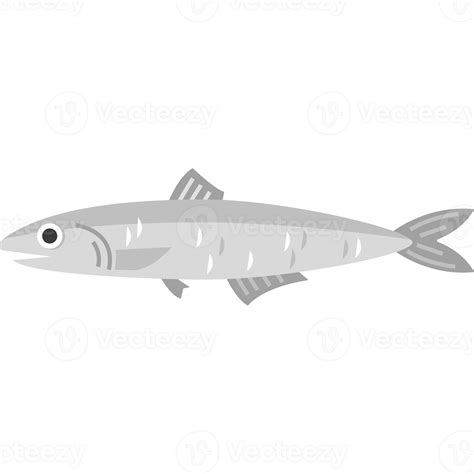 Anchovy Fish Morphology At Carlos Snyder Blog
