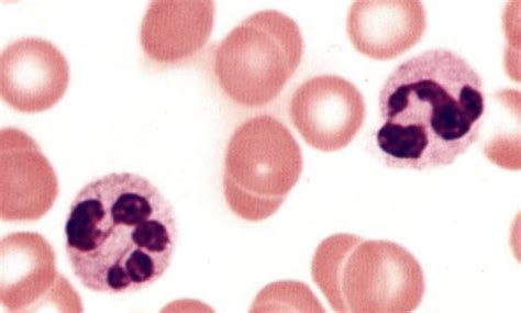 Wbc Aandp Unit 2 Flashcards Quizlet