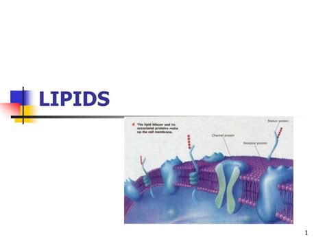 Ppt Lipids Powerpoint Presentation Free Download Id2956423