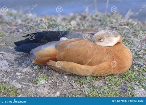 Ruddy Shelduck Tadorna Ferruginea Sleeping Stock Image Image Of India