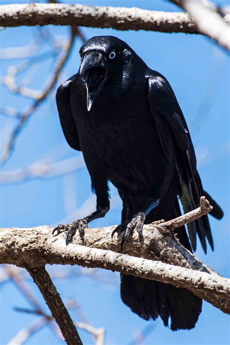 Torresian Crow Nyarima
