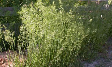 Invasive Grasses Ventenata