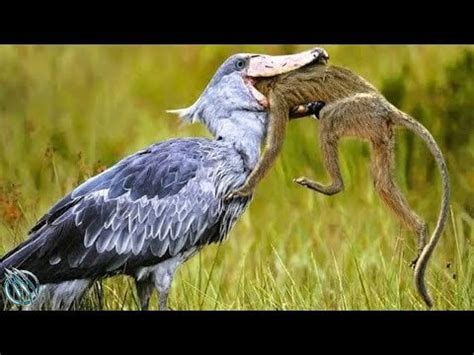 Til Shoebill Stork ─ The Jurassic Master Hunter Of The Wetlands R