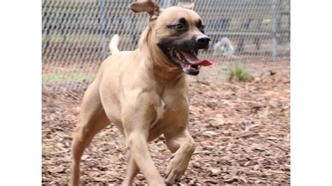 Dog Breed Brown With Black Muzzle At Jason Lindstrom Blog