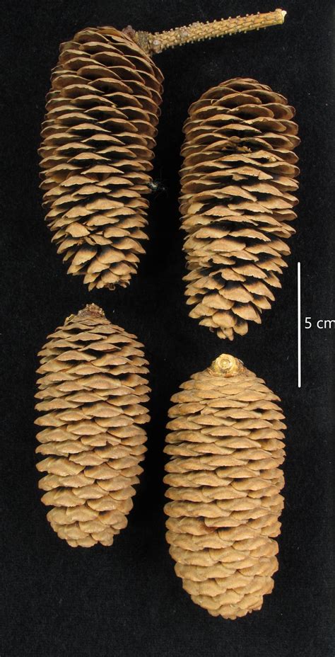 Picea Meyeri Threatened Conifers Of The World En Gb