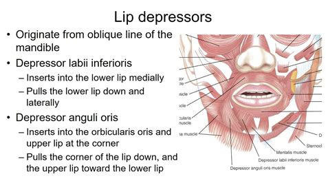 Lower Lip Anatomy