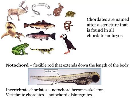 Phylum Chordata Class Pisces Ppt Fish And Aquariums Pets