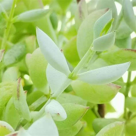 Cotyledon Pendens 14 Cm Crassulaceae Giromagi Vendita Piante Grasse