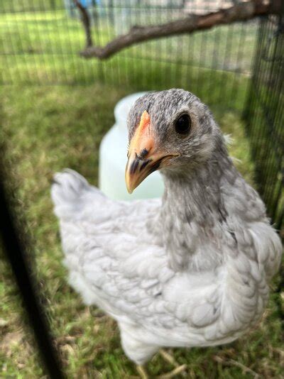 Olive Egger Pullet Or Cockerel Backyard Chickens Learn How To