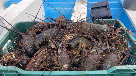 Comienza La Pesca De Langosta En Playa Norte En Mazatlán