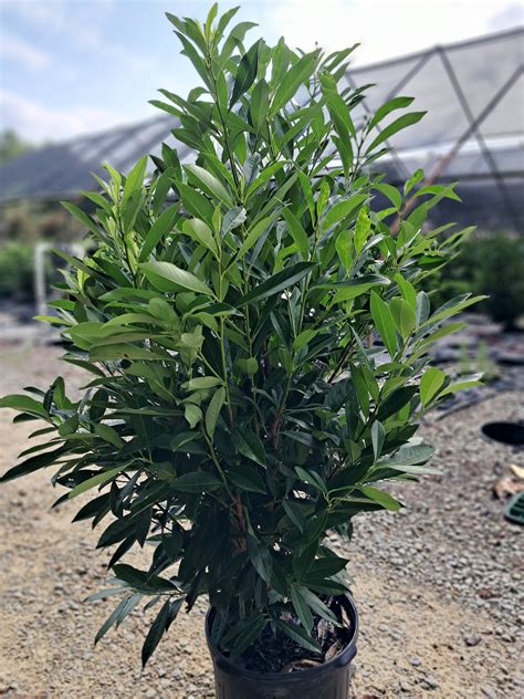 Plantsdetails Adcocks Nursery