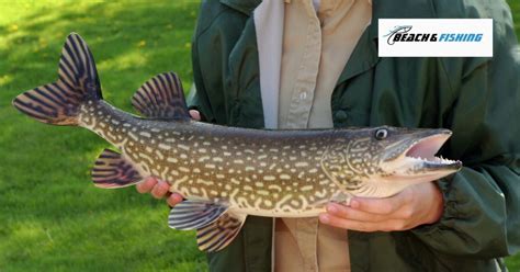 Can You Eat Northern Pike
